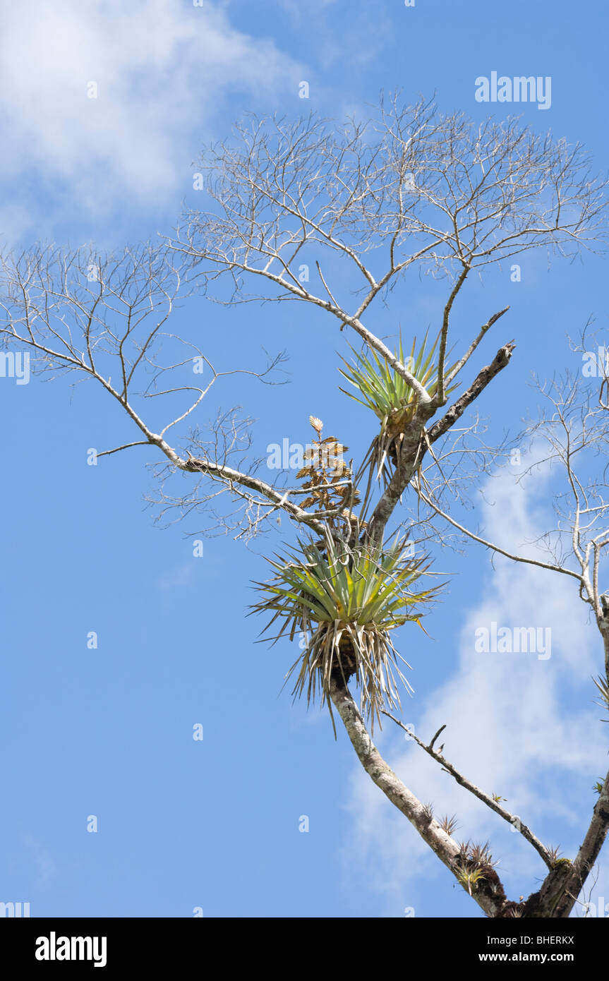 Panama tree hi-res stock photography and images - Alamy