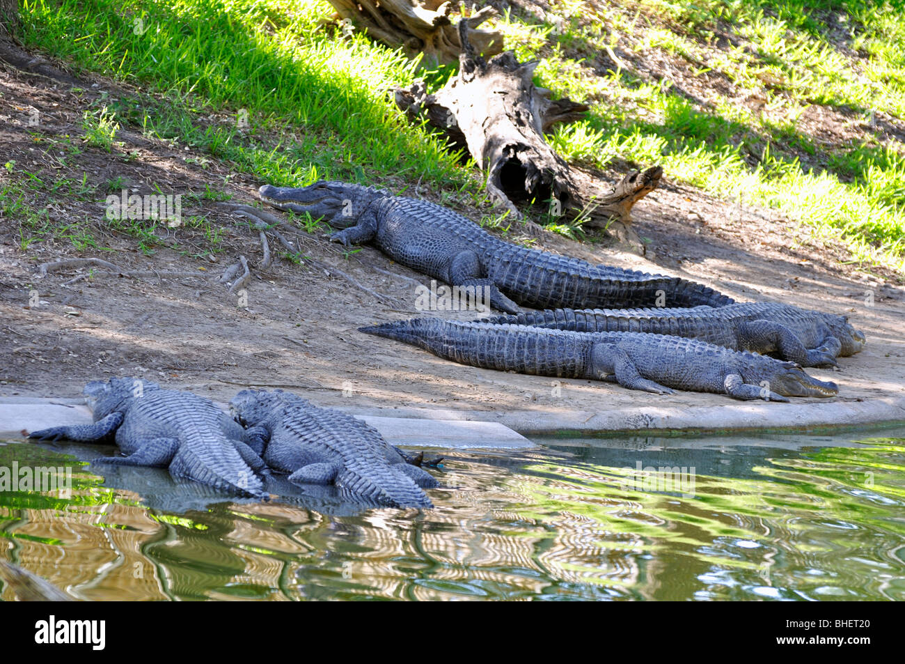 Alligator alligators crocodile crocodiles lake water hi-res stock ...