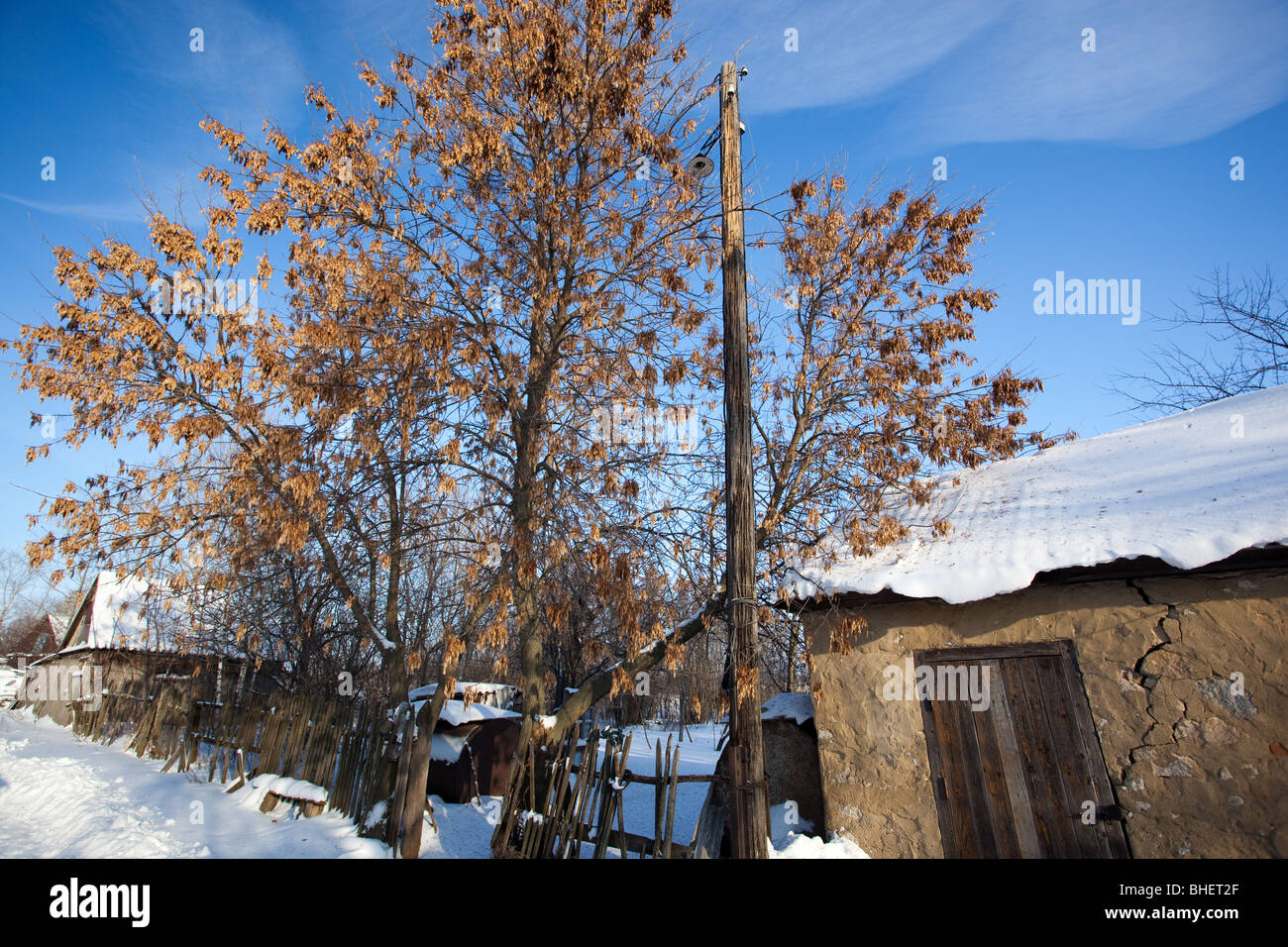 Fraxinus excelsior, European Ash, Common, Ash. Ash-tree with seeds on ...