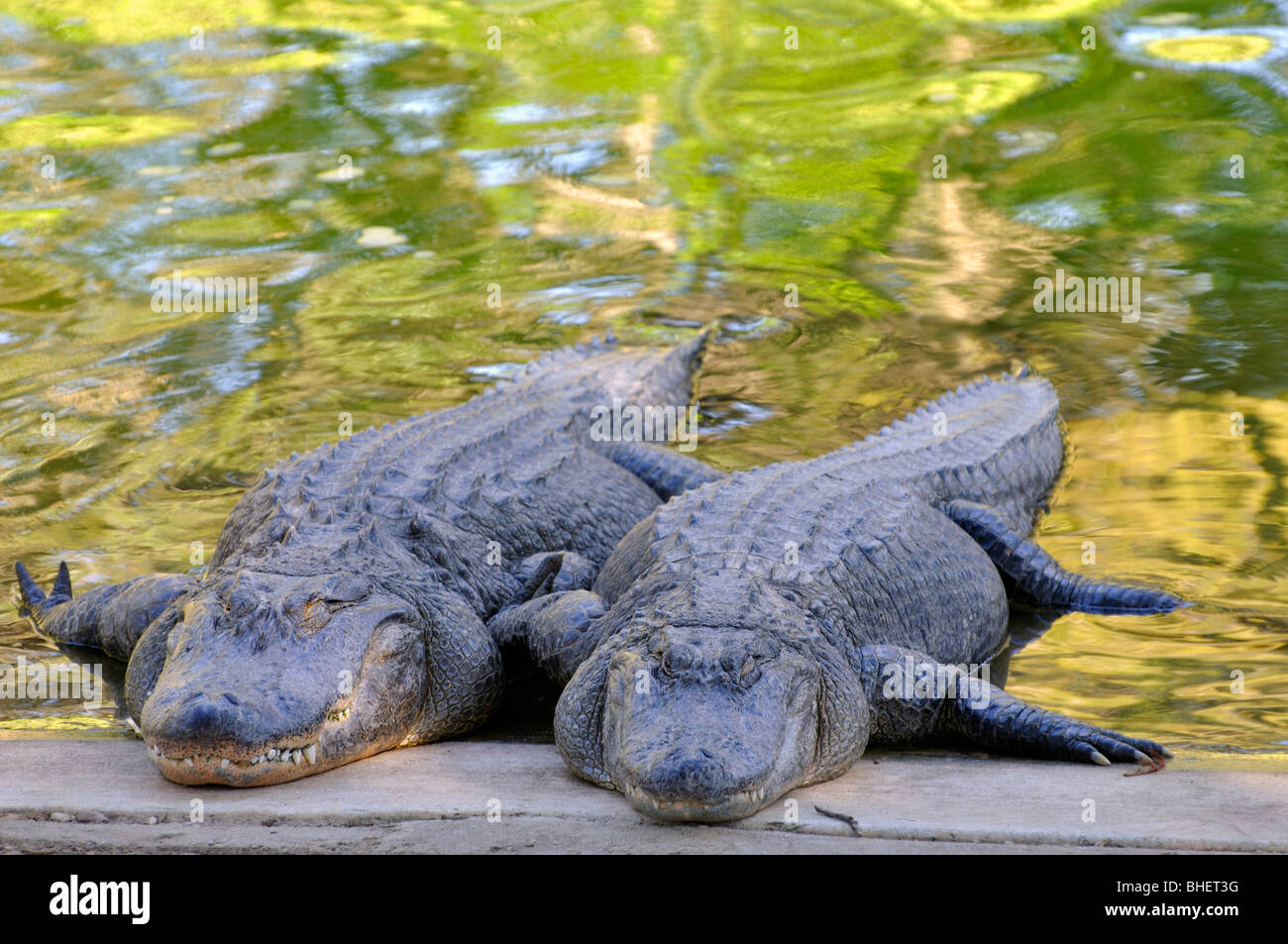 Pair of crocodiles hi-res stock photography and images - Alamy