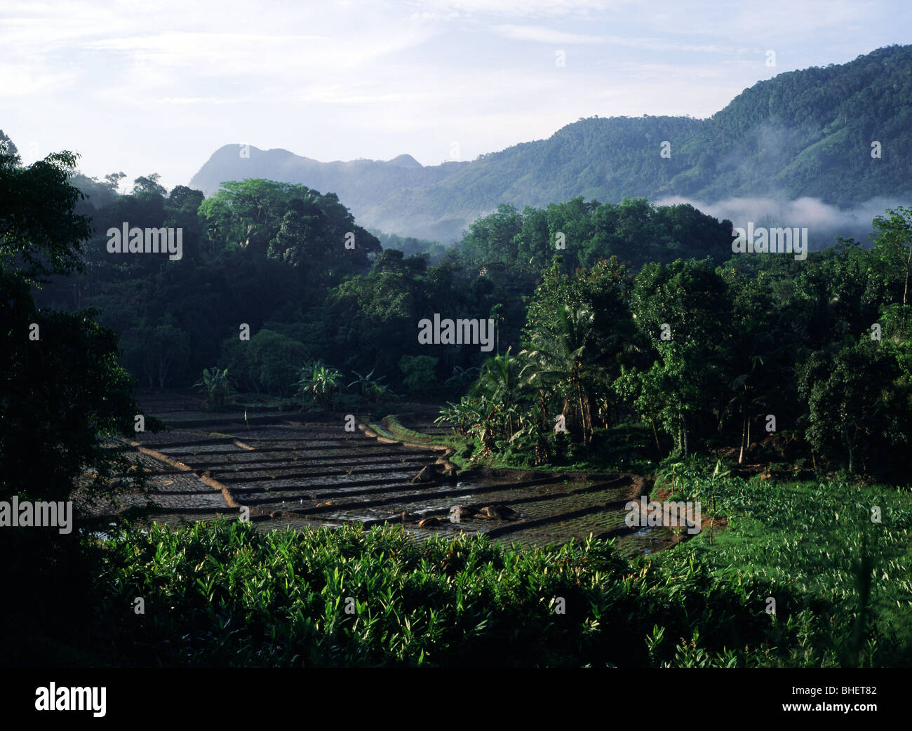 Rice paddy fields at dawn, Sri Lanka Stock Photo - Alamy