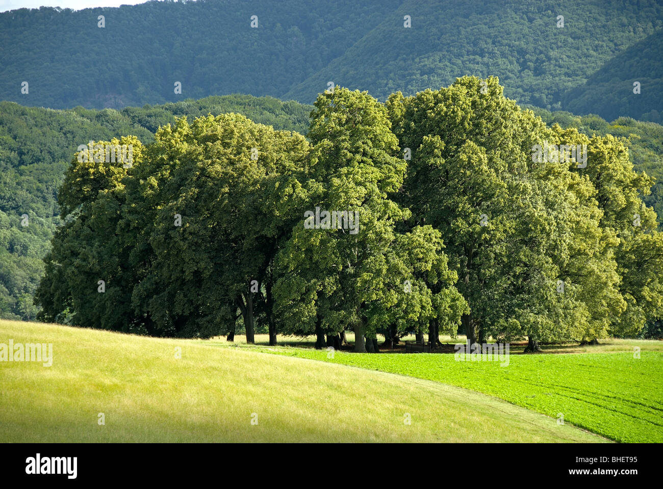 Centennial field hi-res stock photography and images - Alamy