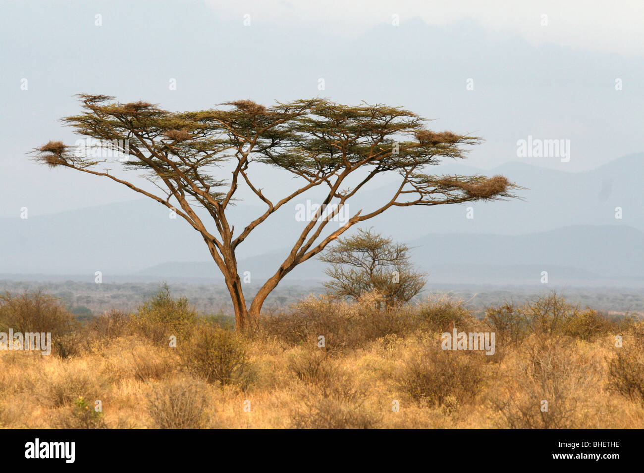 Kenya samburu landscape umbrella acacia hi-res stock photography and ...