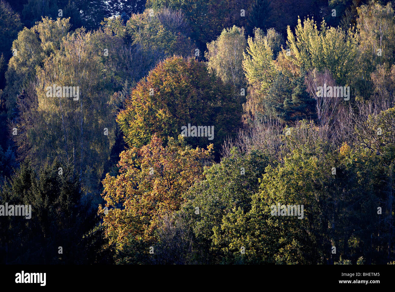 Autumn colours in the forest Stock Photo - Alamy