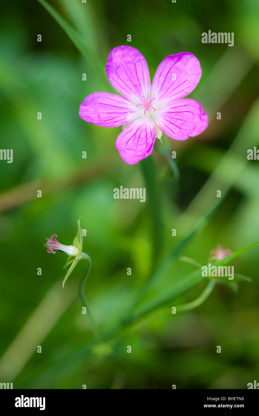 Wild wood flower from the set of the geranaceous Stock Photo - Alamy