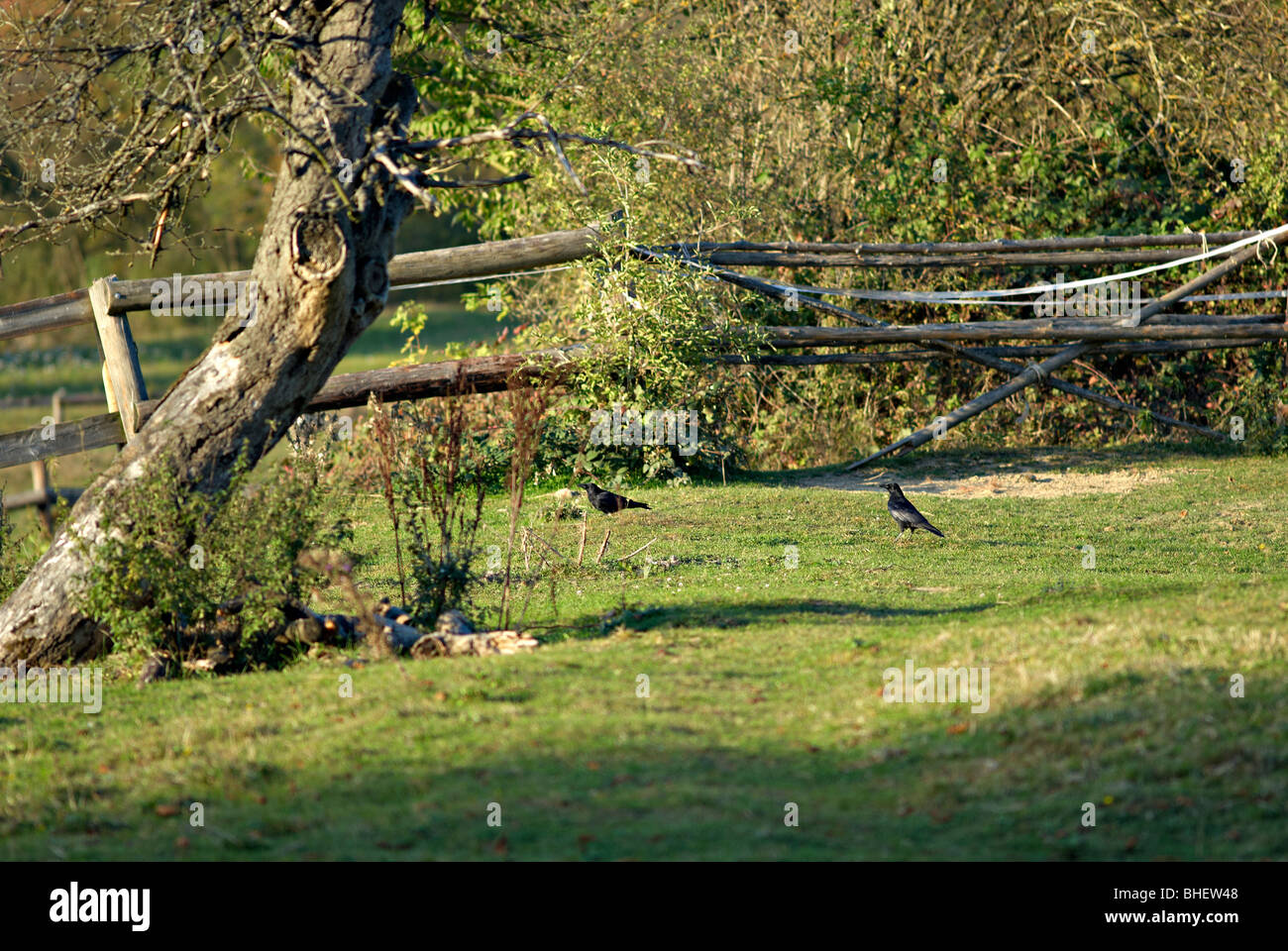 Garden with tree stem and ravens Stock Photo - Alamy