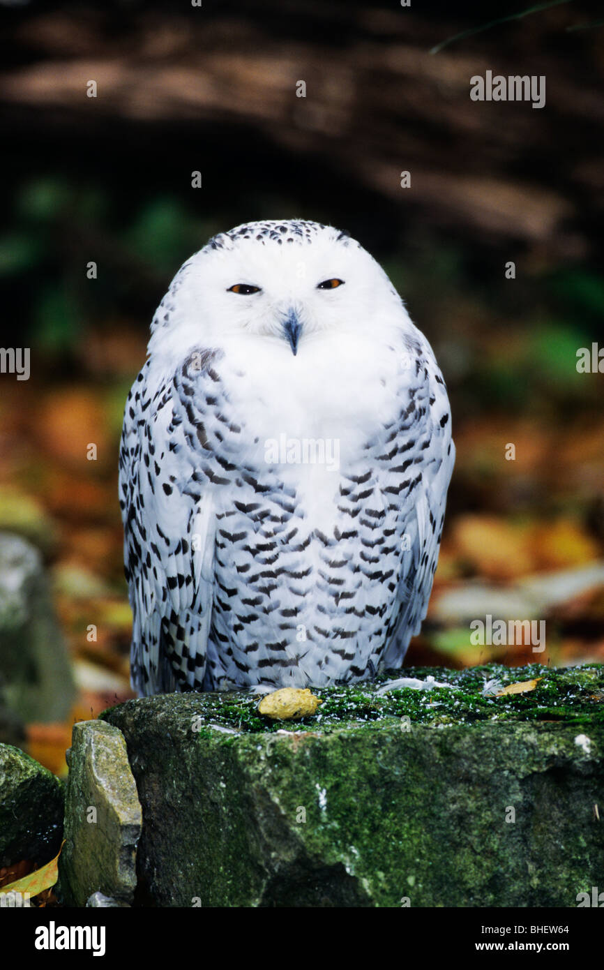 Snowy Owl (Nyctea scandiaca) is a native of the Arctic regions Stock ...