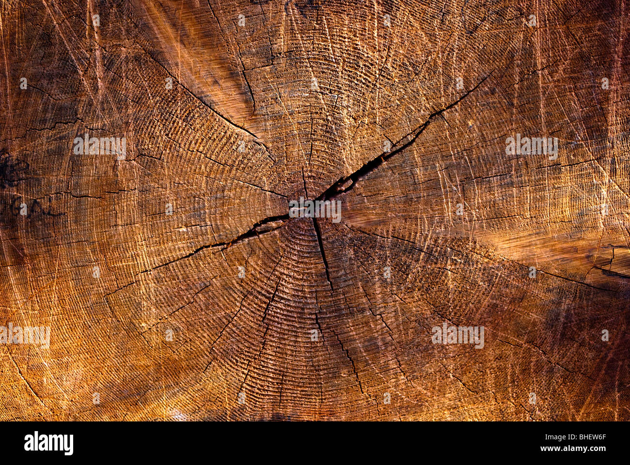 tree trunk rings from a collapsed Giant Sequoia (Sequoiadendron ...