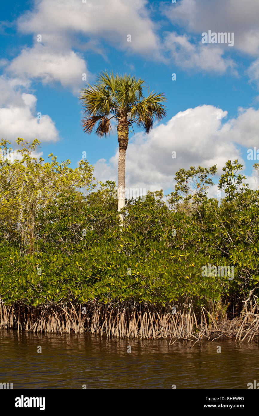 Florida everglades alligator mangrove hi-res stock photography and ...