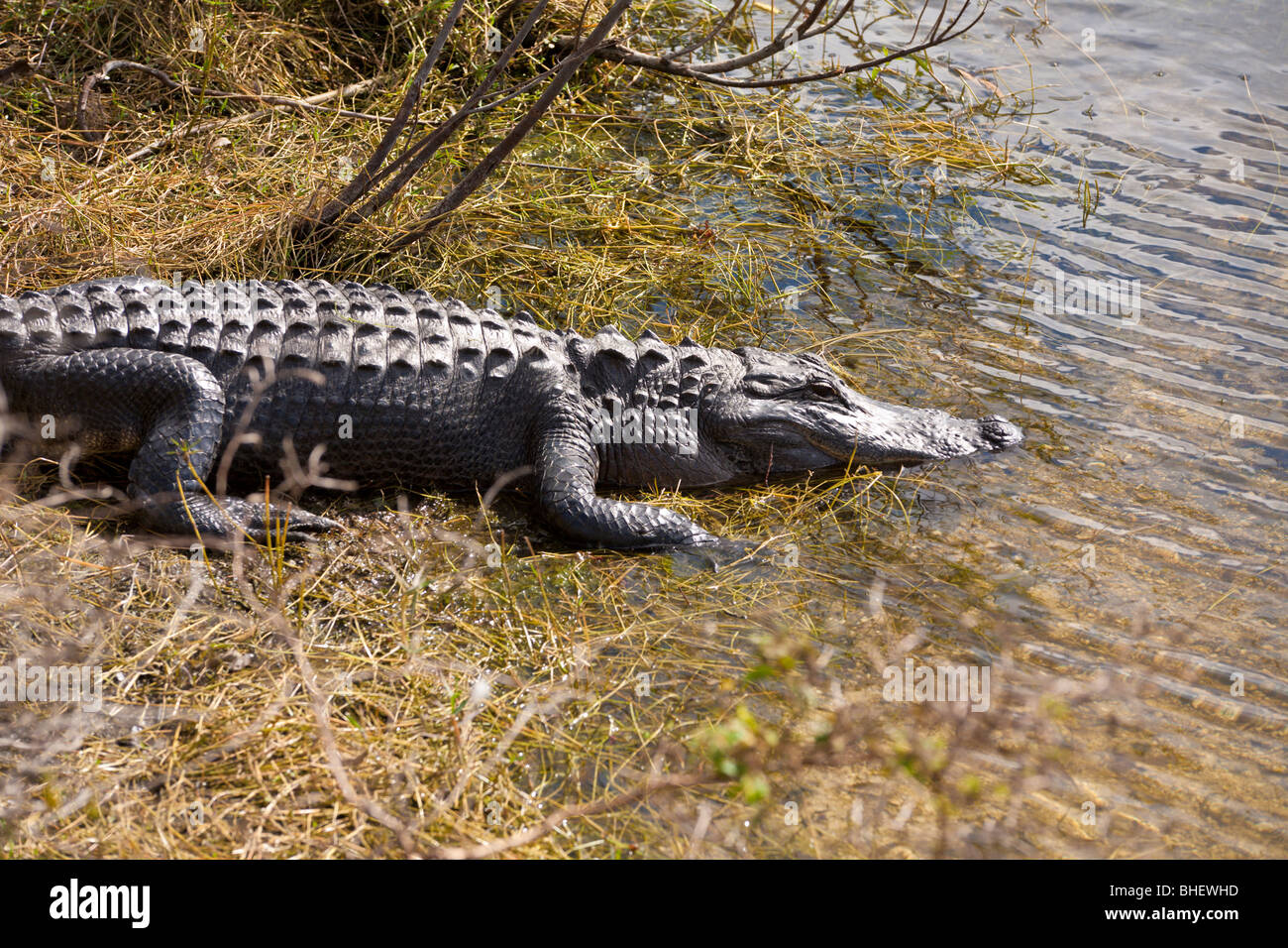 American Alligator (Alligator mississippiensis) in wetlands along ...