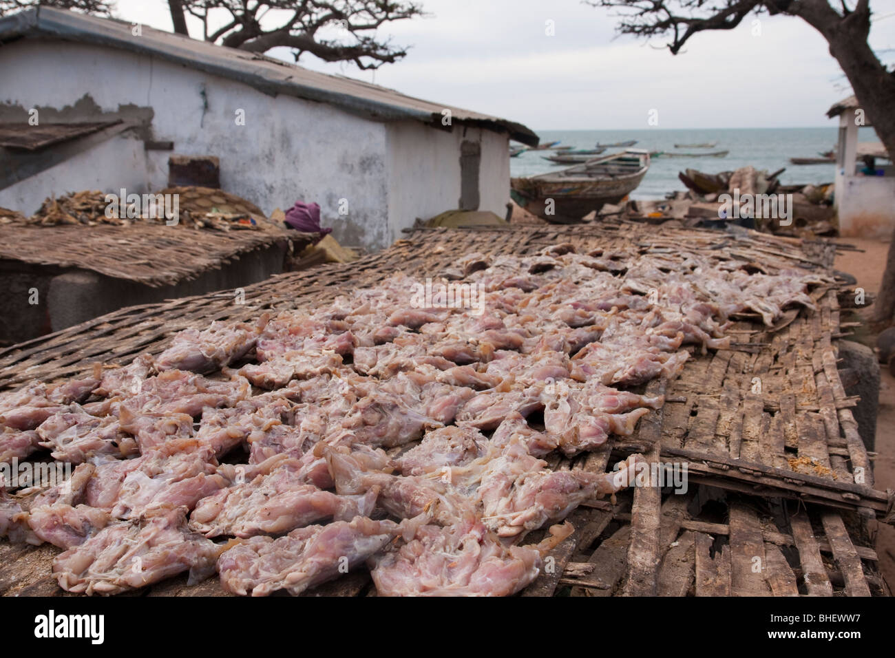 Drying fish before smoke in Tanji fishing village Gambia Africa Stock ...