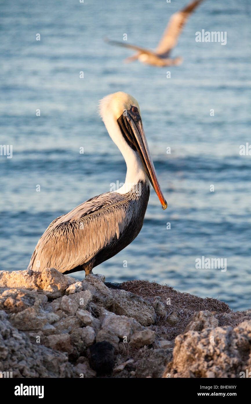 Pelican florida keys hi-res stock photography and images - Alamy