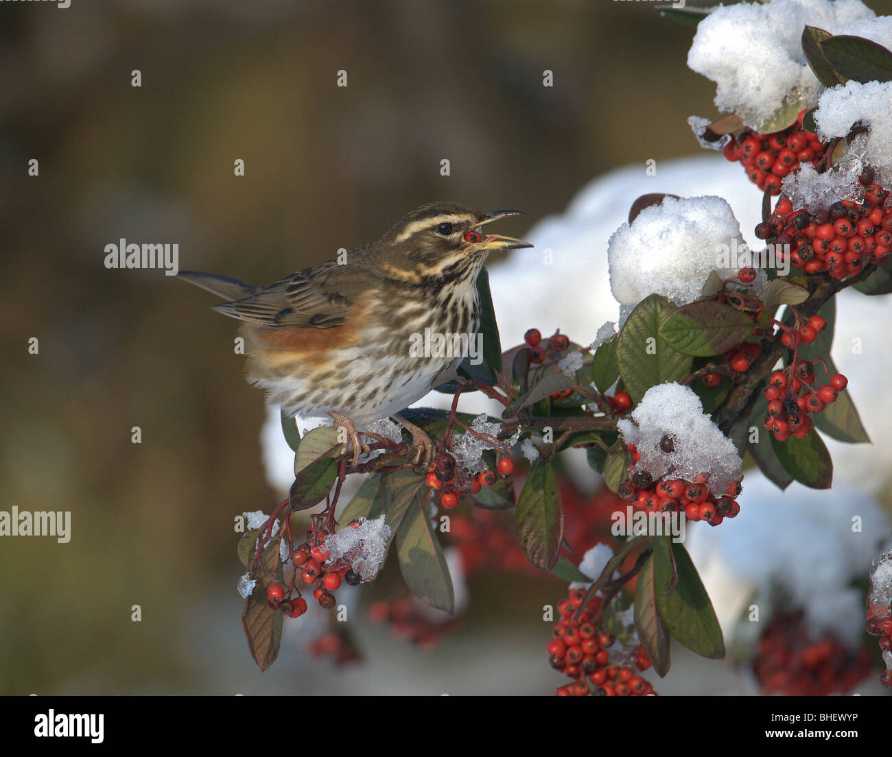 Redwing turdus iliacus in winter hi-res stock photography and images ...