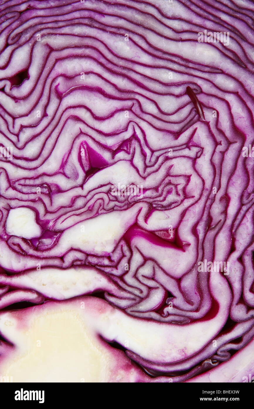 Layered cabbage hi-res stock photography and images - Alamy