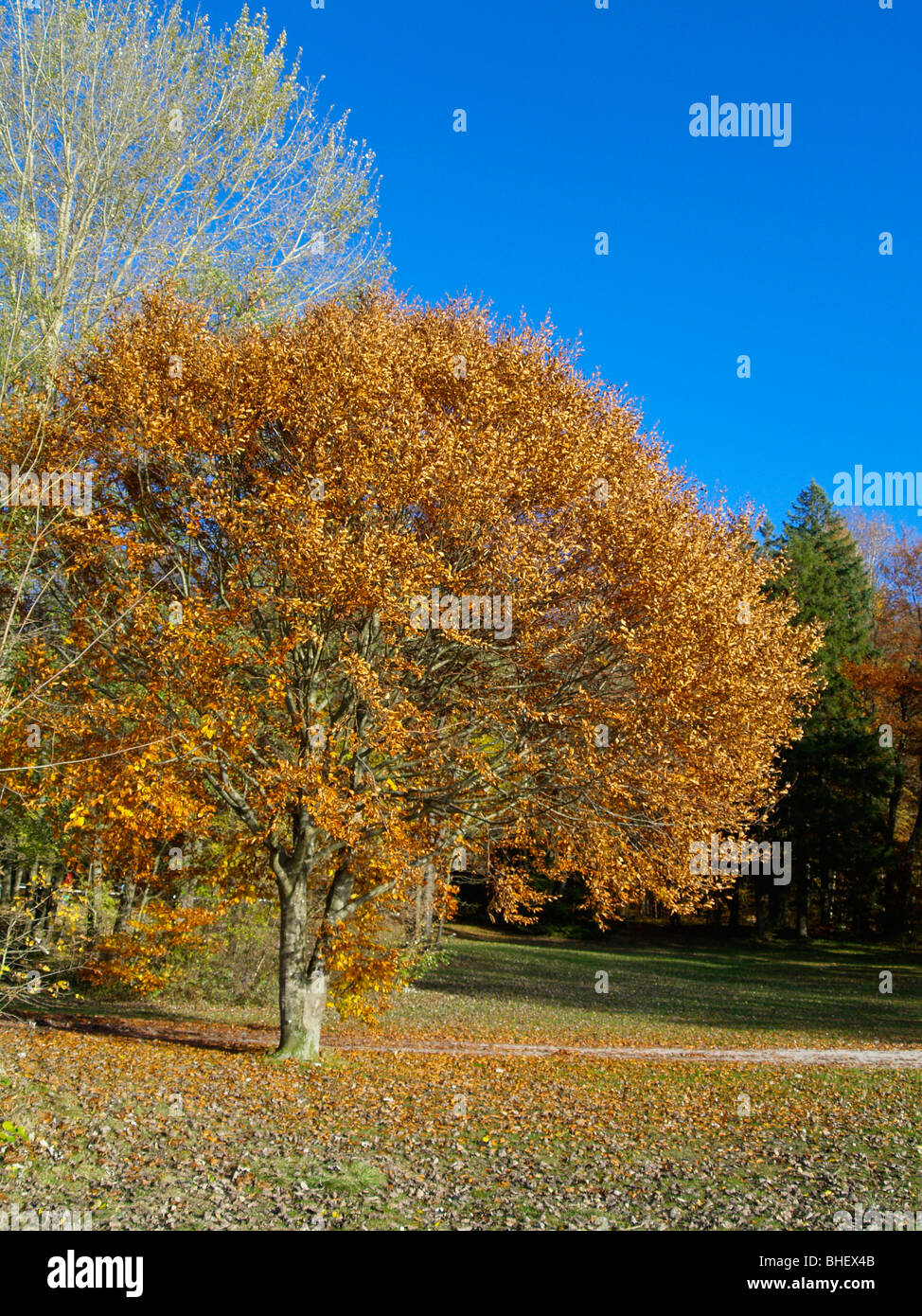 tree in autumn landscape Stock Photo - Alamy