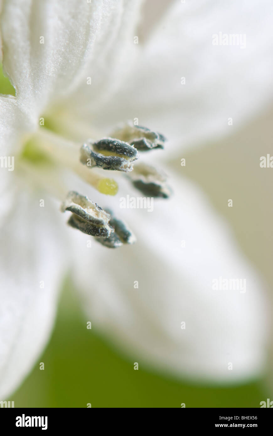 Macro of white paprika flower Stock Photo - Alamy