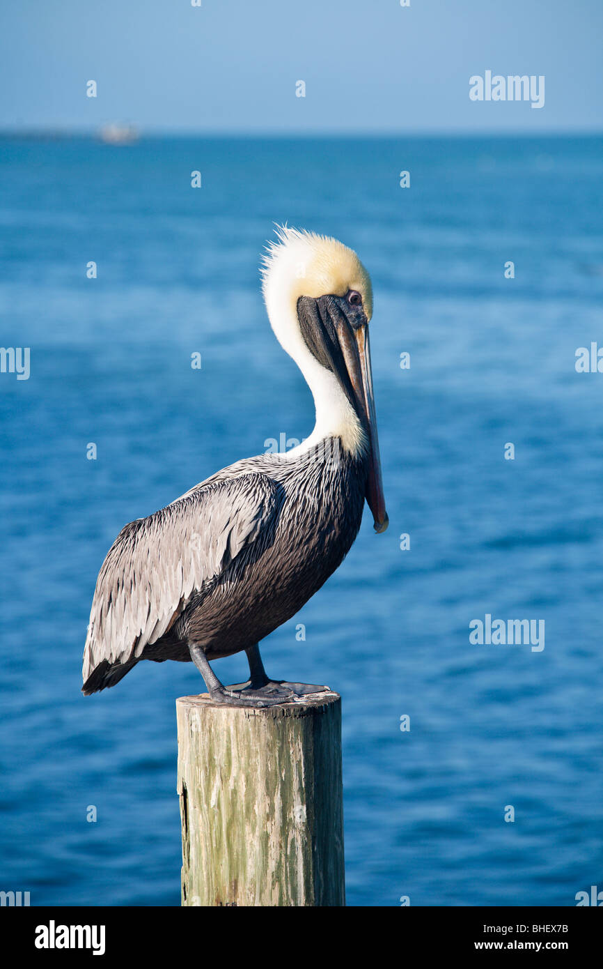Brown Pelican (Pelecanus occidentalis) perched on wooden pile along the ...