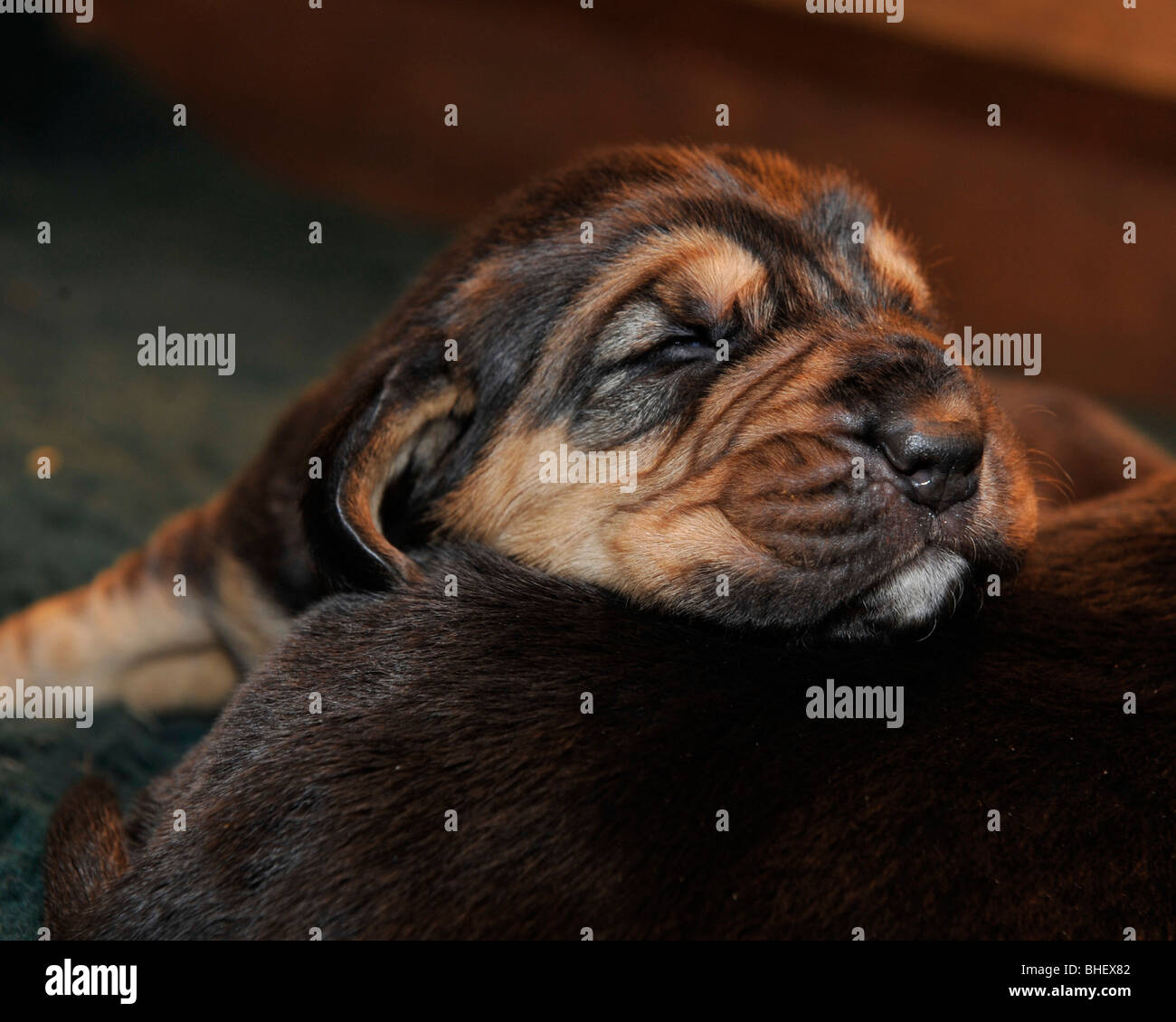 Newborn Bloodhound Puppy