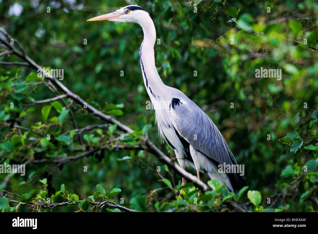 Herons resting on branch close hi-res stock photography and images - Alamy