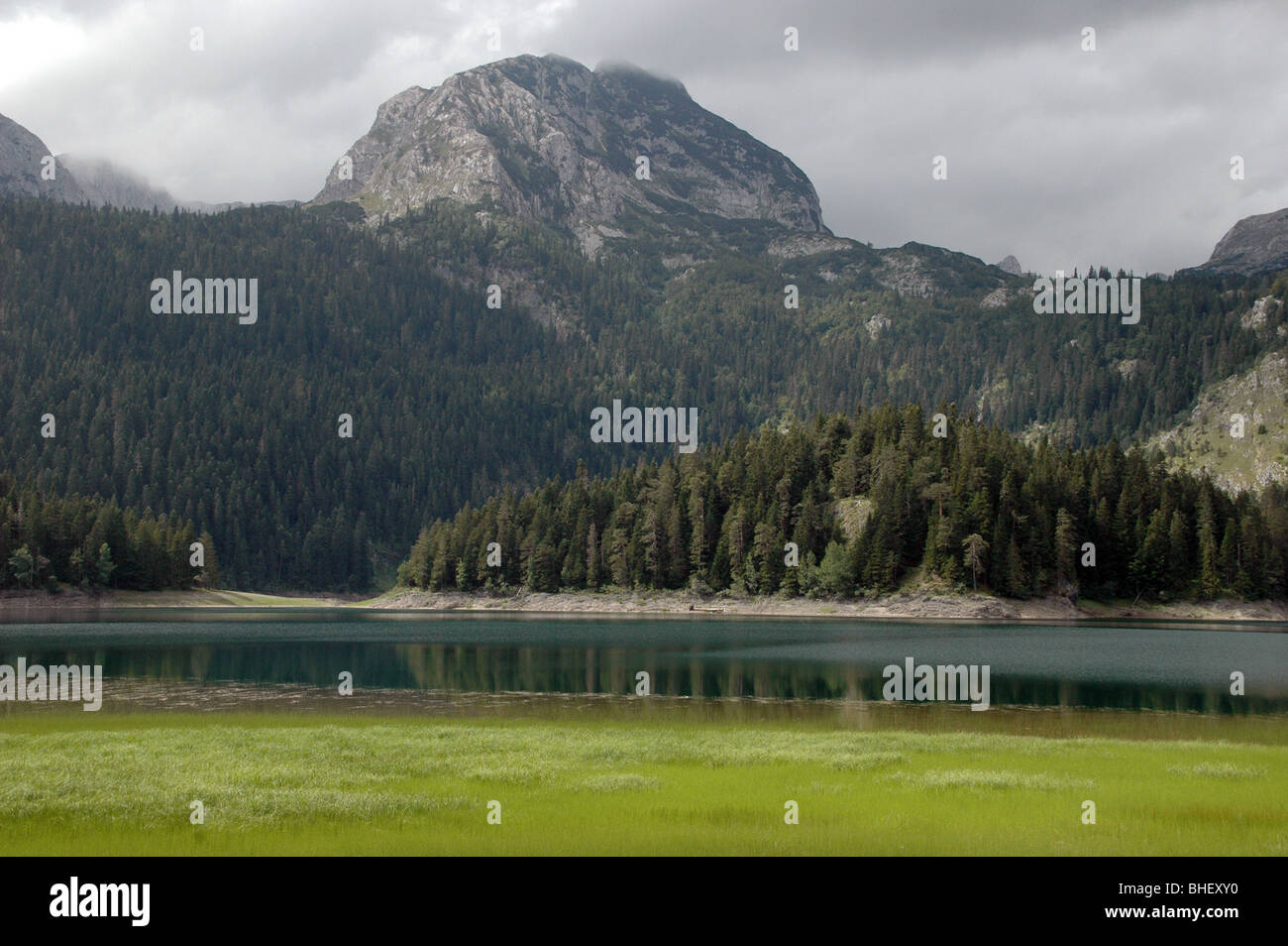 Thick temperate coniferous forest around Medjed Mountain and Crno Lake ...