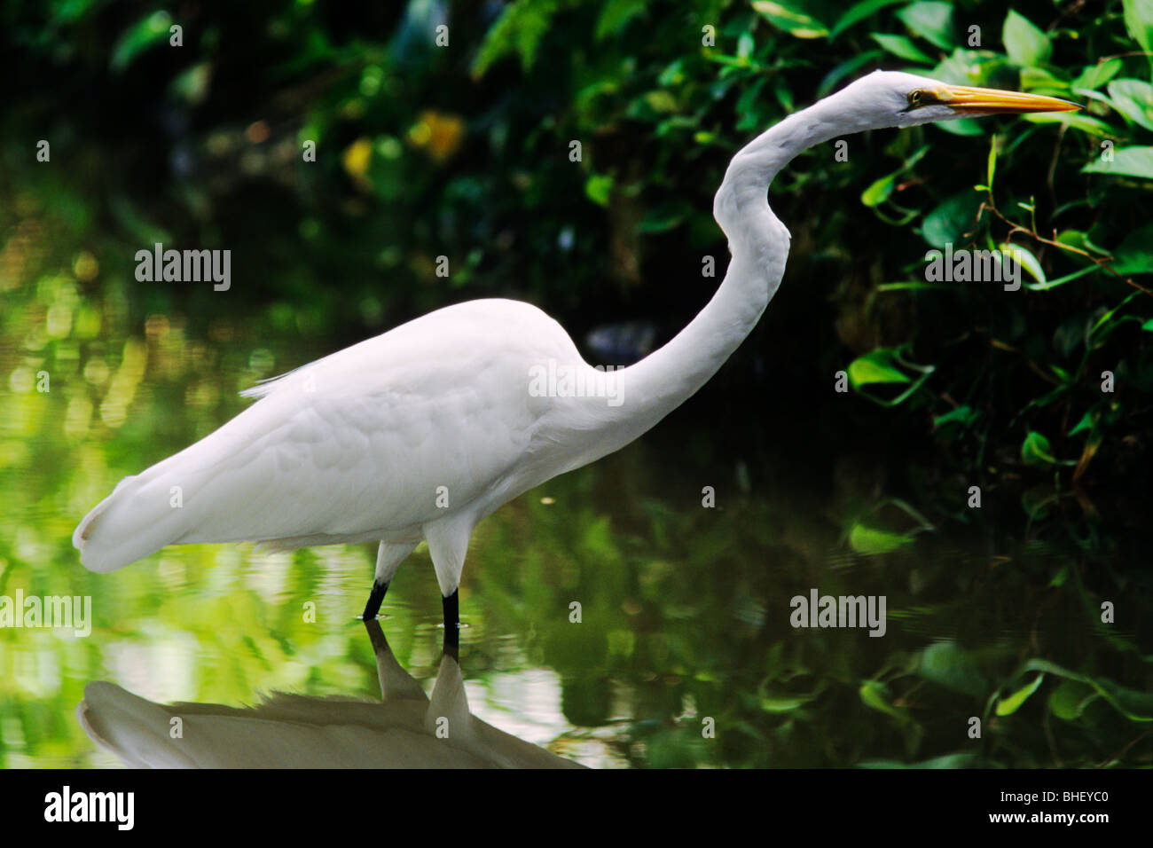Great White Egret (Egretta alba) at the hunt - Dominican Republic Stock ...