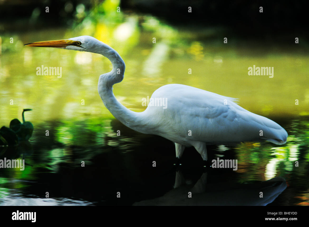 Great White Egret (Egretta alba) at the hunt - Dominican Republic Stock ...