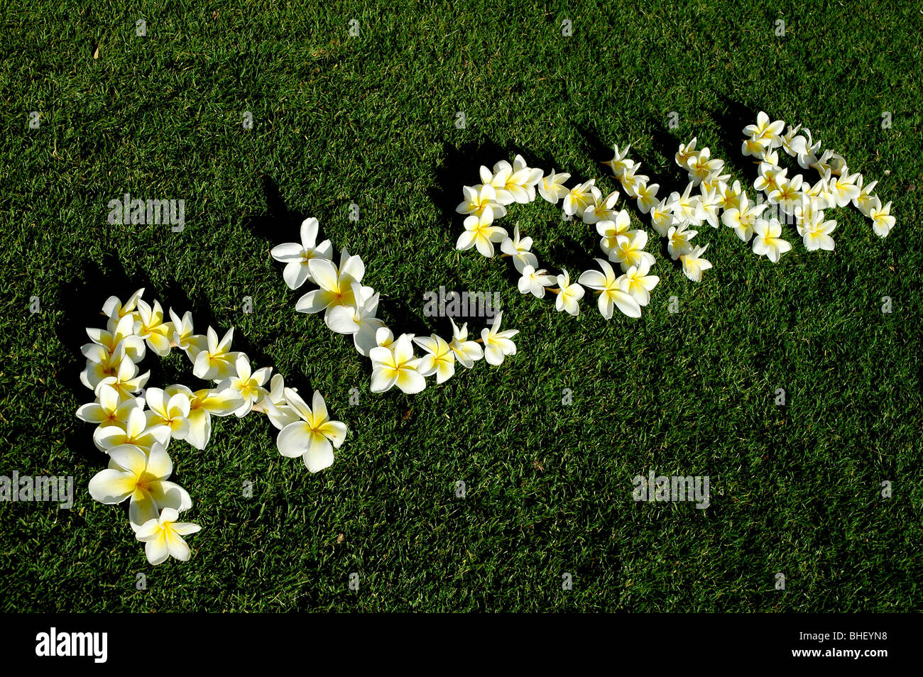 Aloha from Hawaii written in plumeria flowers Stock Photo - Alamy