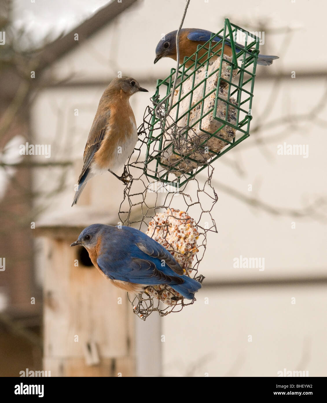 Bluebirds feeding on Suit in backyard. Powell, Ohio USA Stock Photo - Alamy