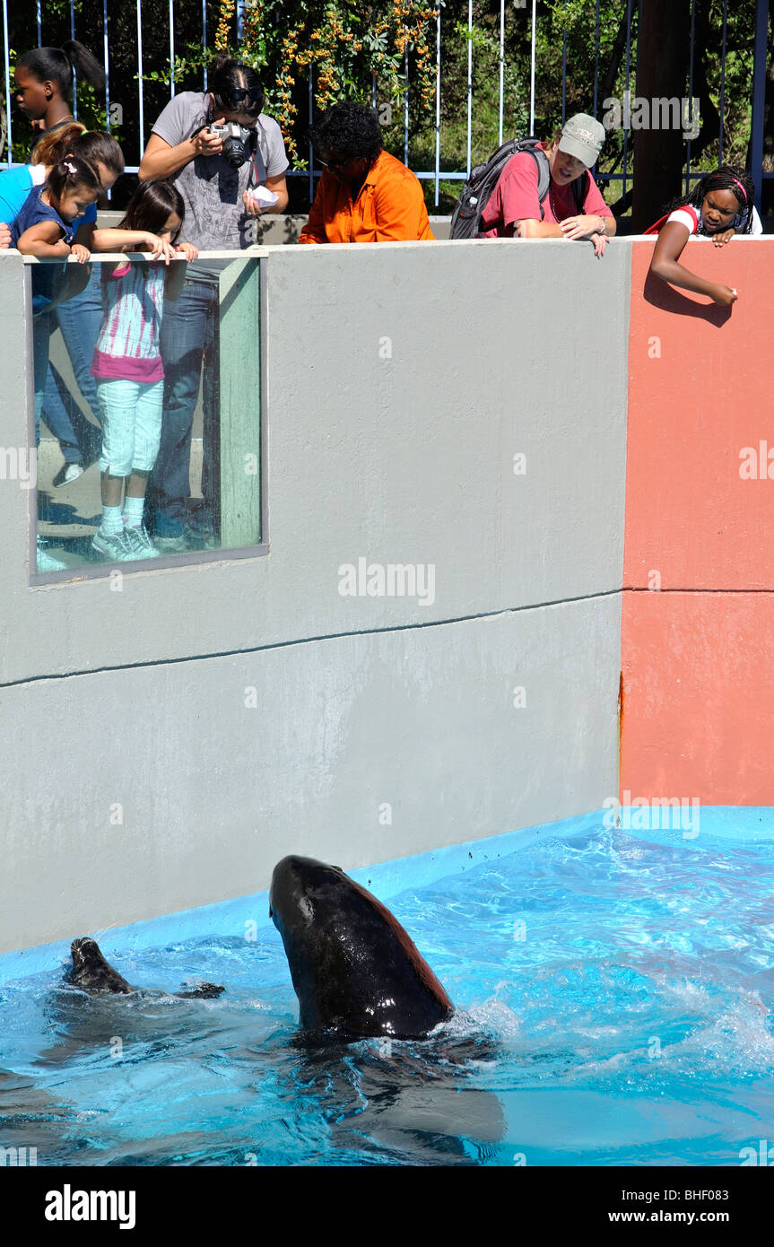 Seaworld Seal