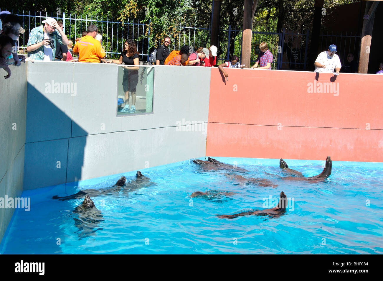 Seal seaworld hi-res stock photography and images - Alamy
