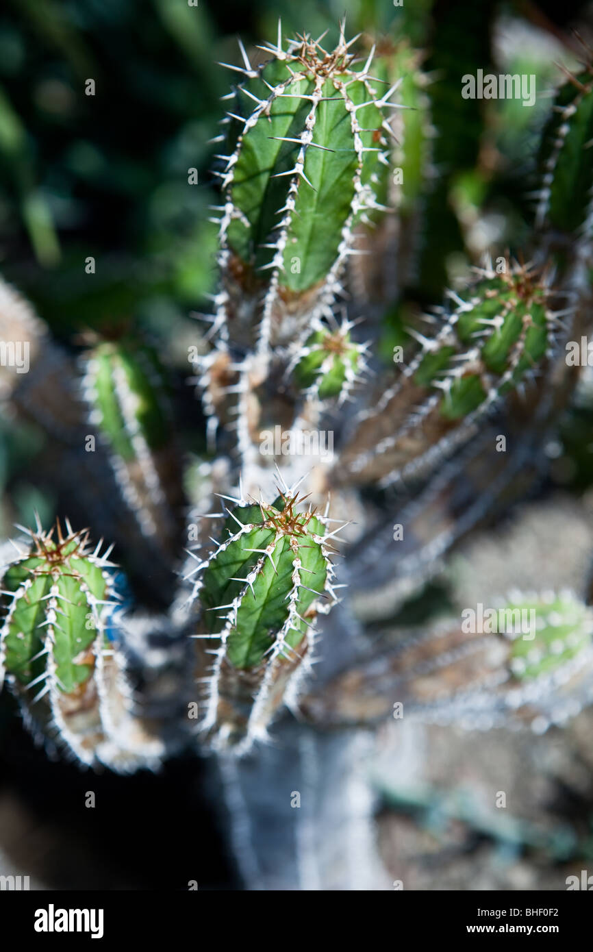 Classic Cactus High Resolution Stock Photography and Images - Alamy