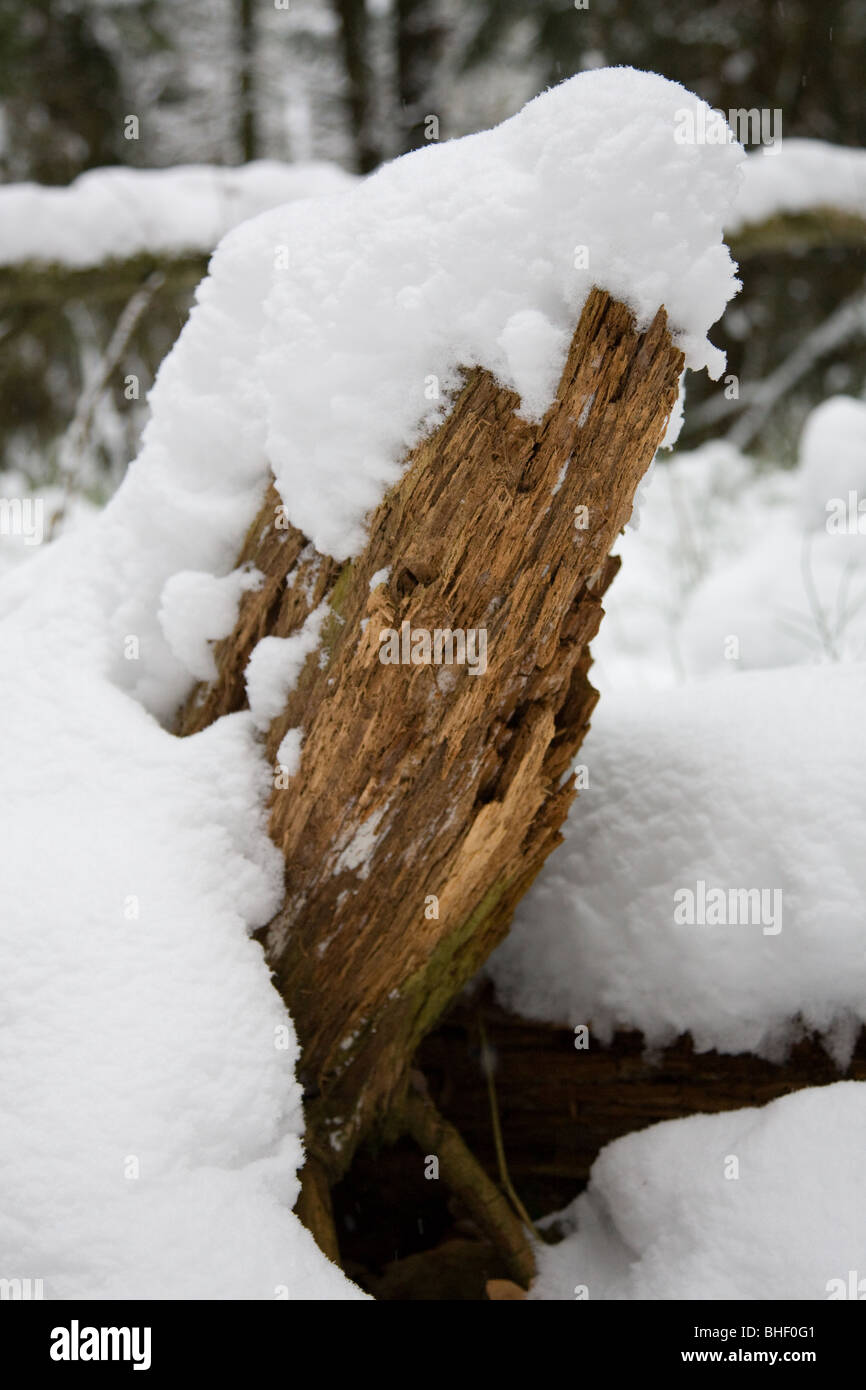 Rotten tree hi-res stock photography and images - Alamy