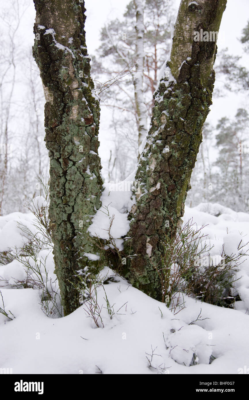 birch covered with snow in snowy landscape Stock Photo - Alamy