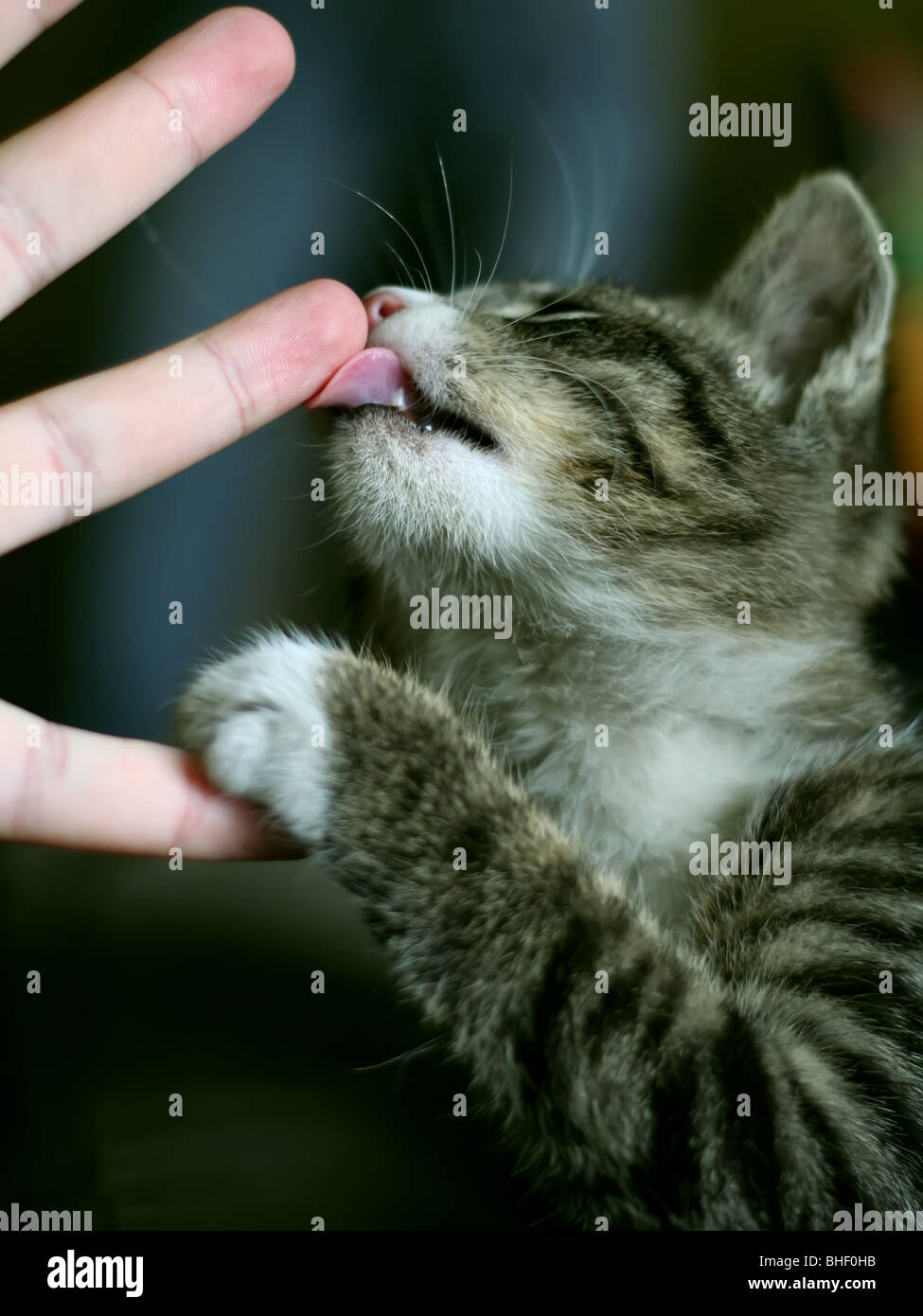Funny cat eating human finger Stock Photo - Alamy