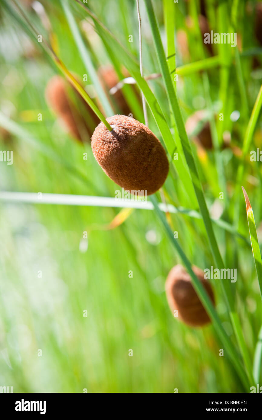 Cattails and reeds in a pond Stock Photo - Alamy