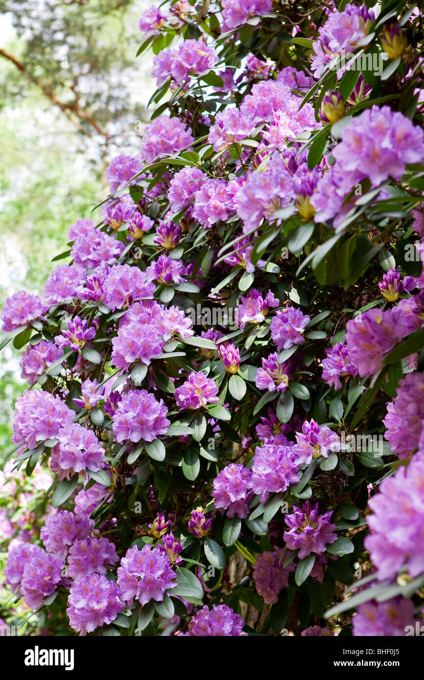 Purple rhododendron - Rhododendron catawbiense Stock Photo - Alamy