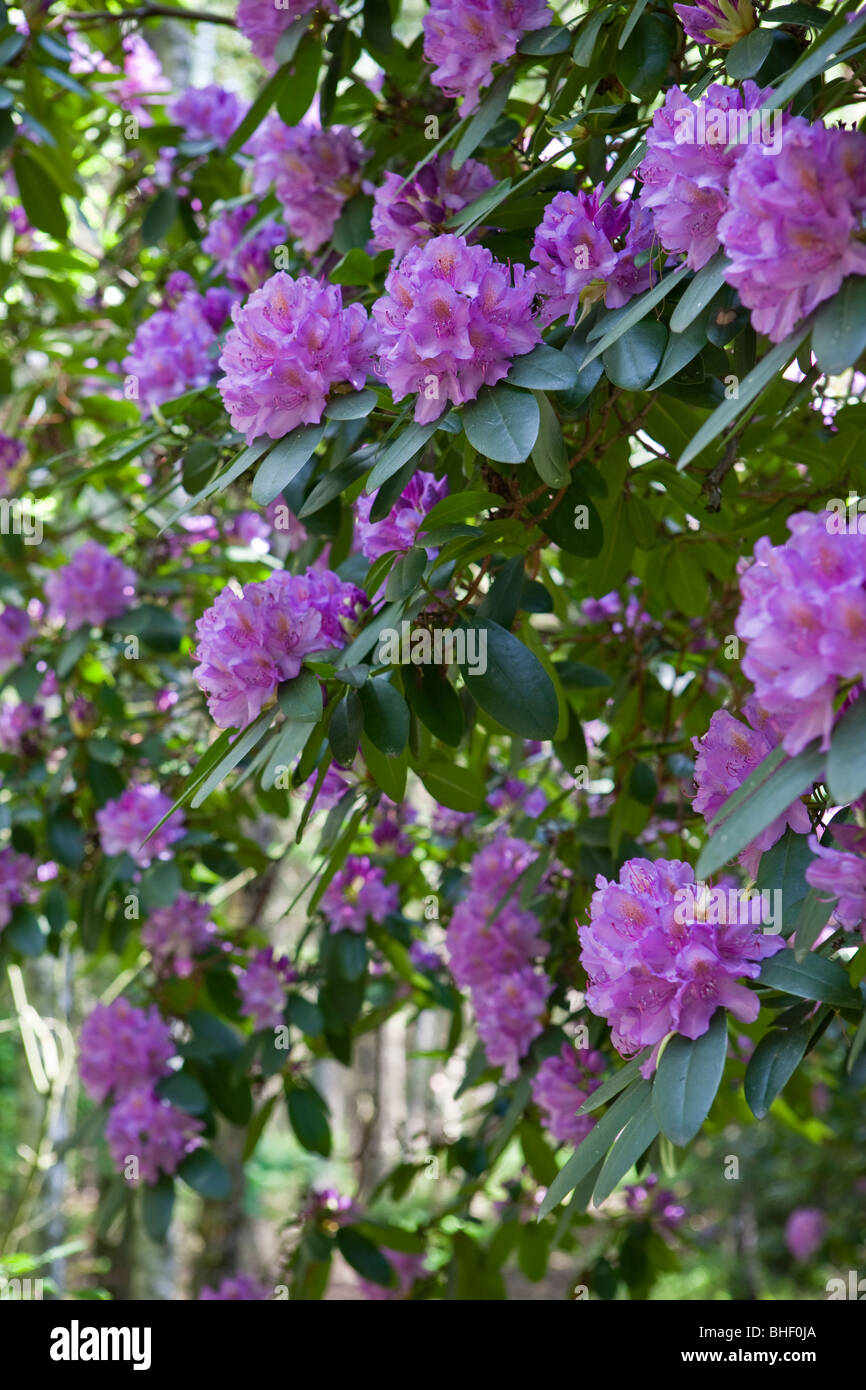 Purple rhododendron - Rhododendron catawbiense Stock Photo - Alamy