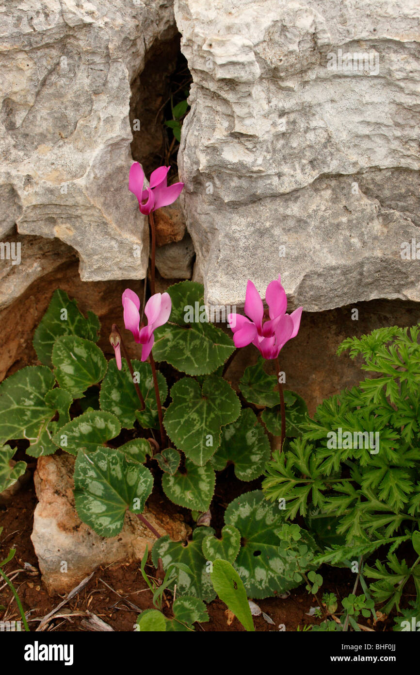 Israel, Jerusalem Mountains. Cyclamen flowers on Har Haruach, the ...