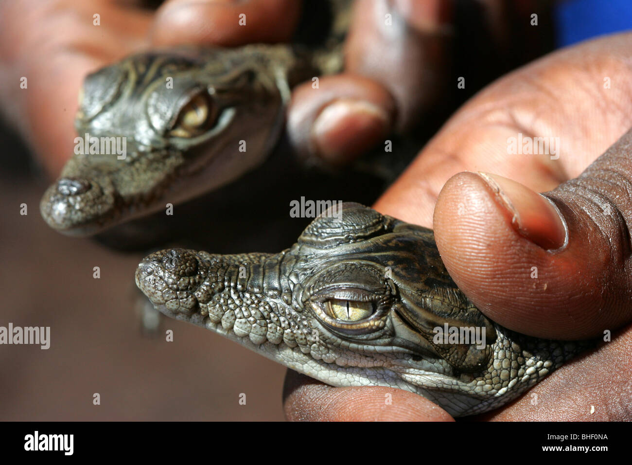 Baby Australian saltwater crocodile Stock Photo - Alamy