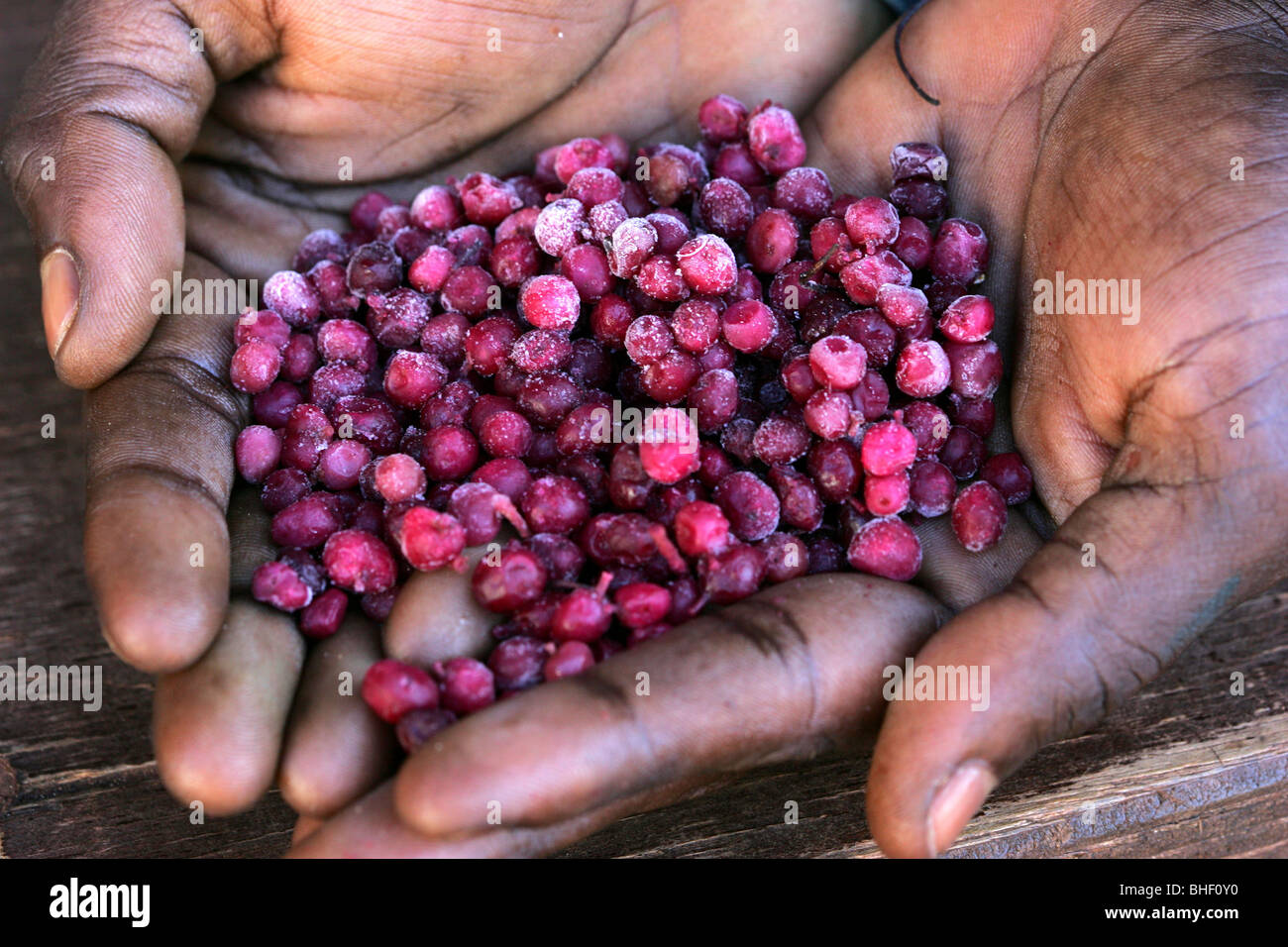 Australian bush tucker-Bush Currants Stock Photo - Alamy