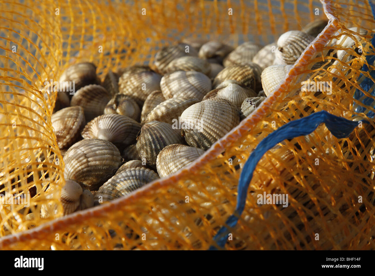Fishing from the shore in the Bay of Somme (80) : cockles Stock Photo ...