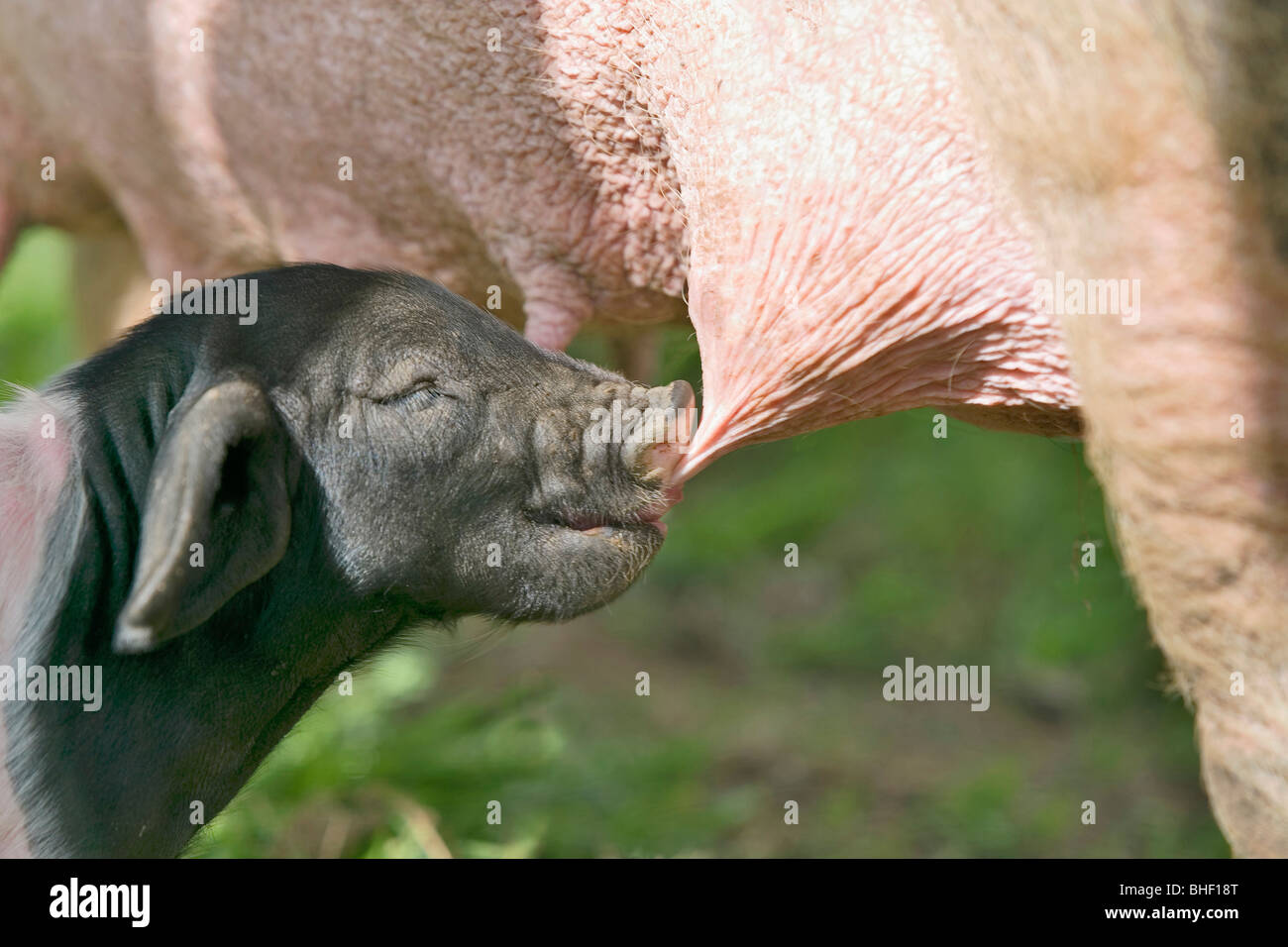 Sow teat hi-res stock photography and images - Alamy