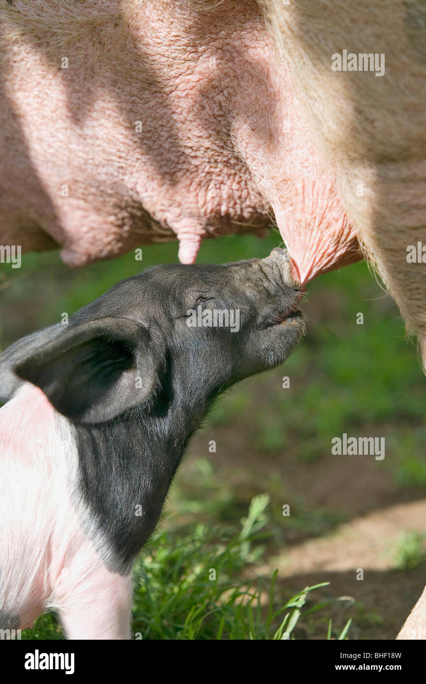 Sow teat hi-res stock photography and images - Alamy