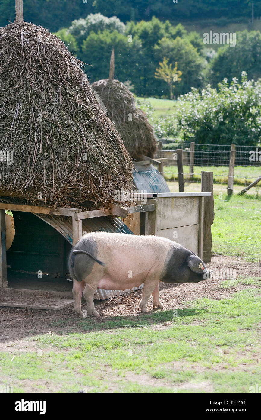 Outdoor pig hut hi-res stock photography and images - Alamy
