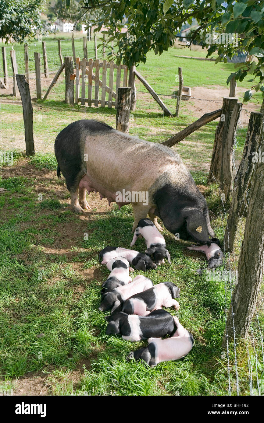 Aldude hi-res stock photography and images - Alamy