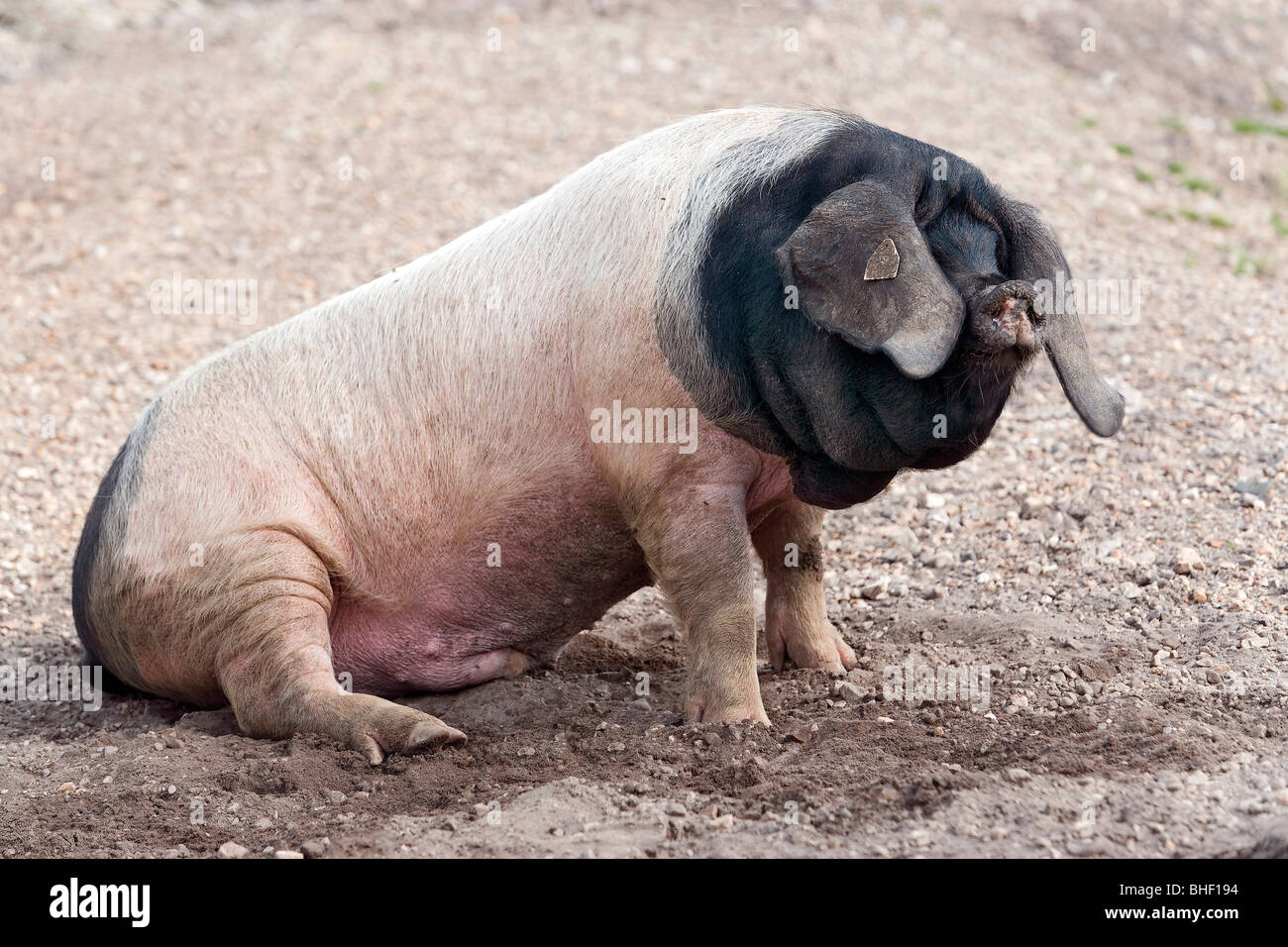 Aldude hi-res stock photography and images - Alamy