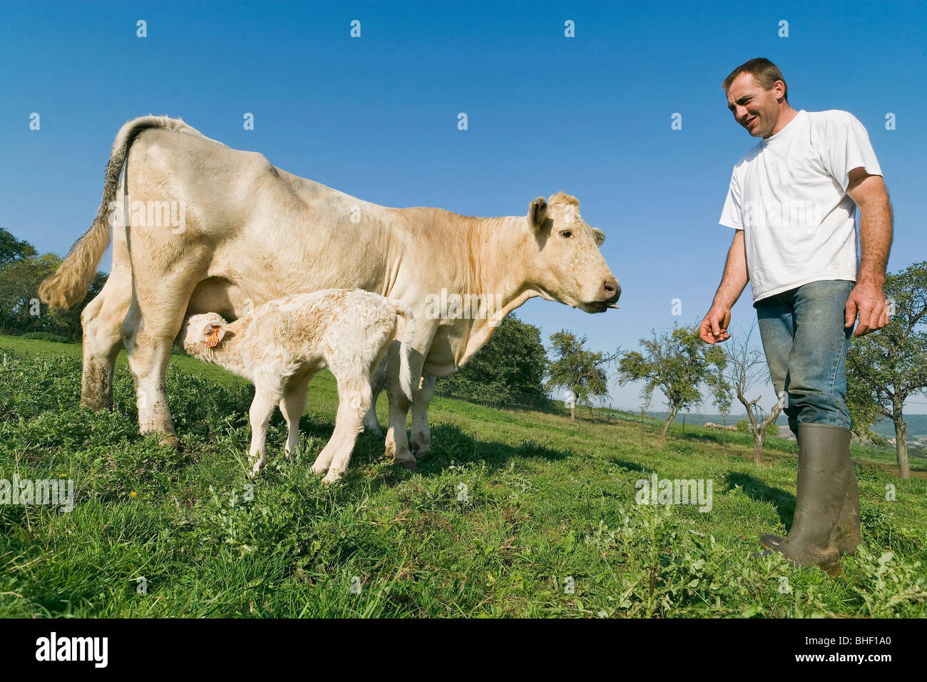 Farmer and cow Stock Photo - Alamy