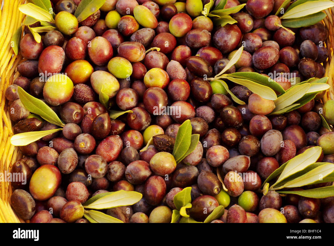 Olives from Provence Stock Photo - Alamy