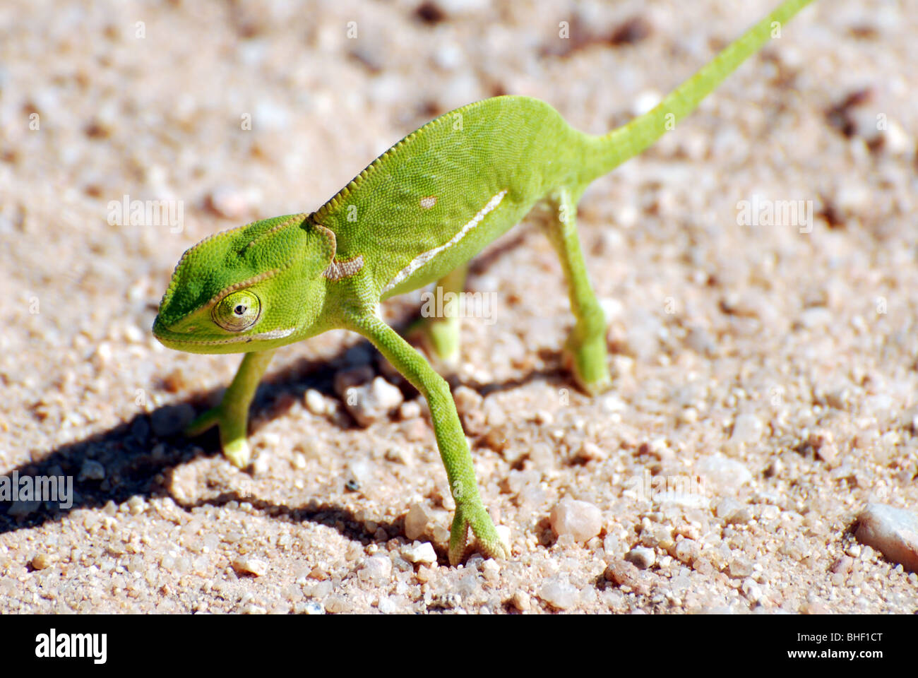 An African chameleon paused whilst walking Stock Photo - Alamy