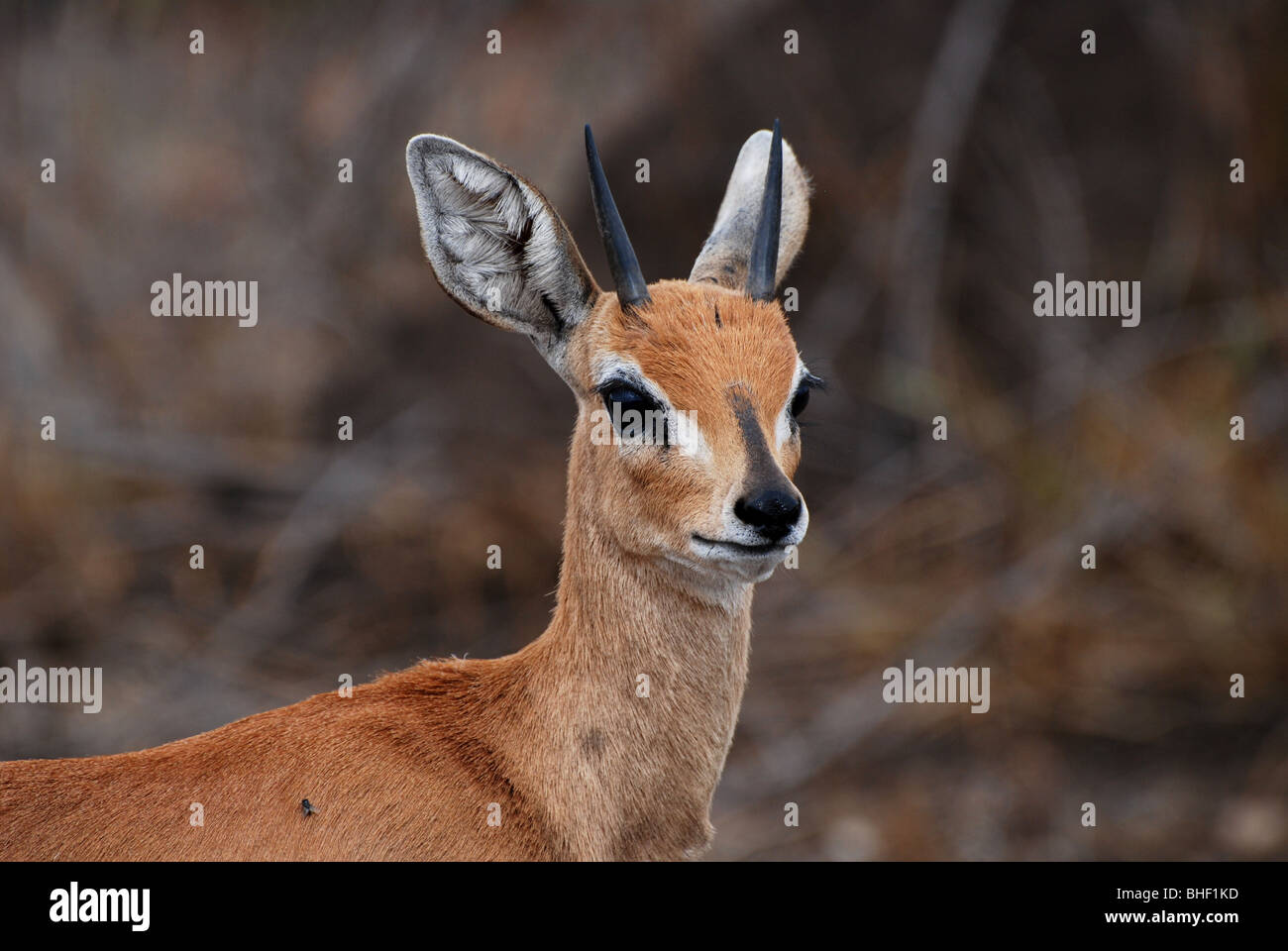 Steenbuck hi-res stock photography and images - Alamy